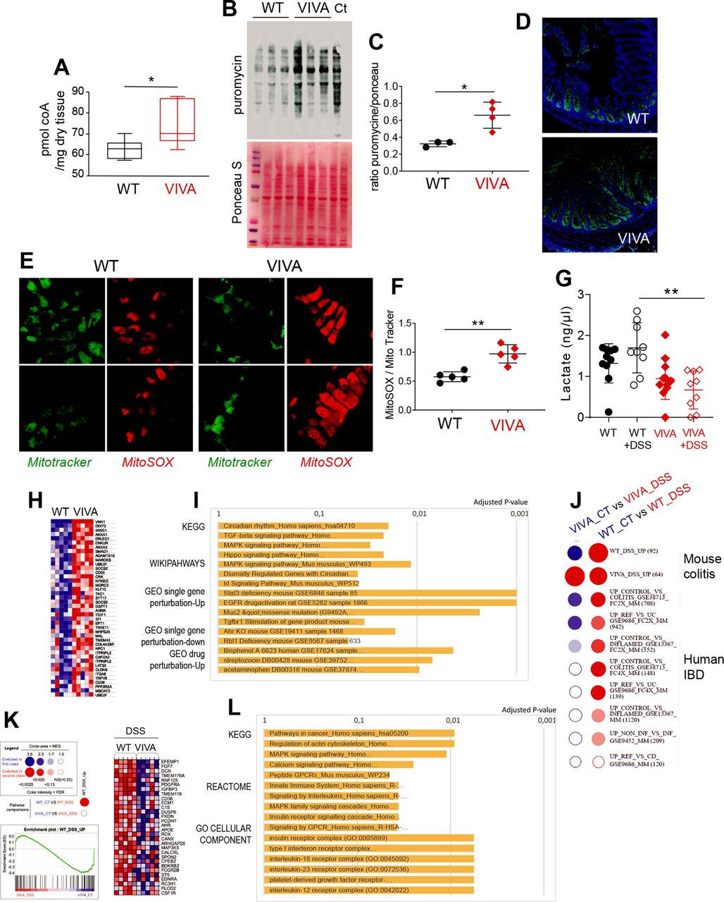 Harnessing the Vnn1 pantetheinase pathway boosts short chain fatty ...