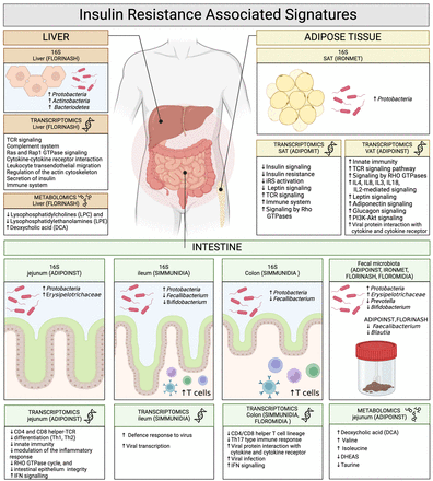 Multiomics of the intestine-liver-adipose axis in multiple studies ...