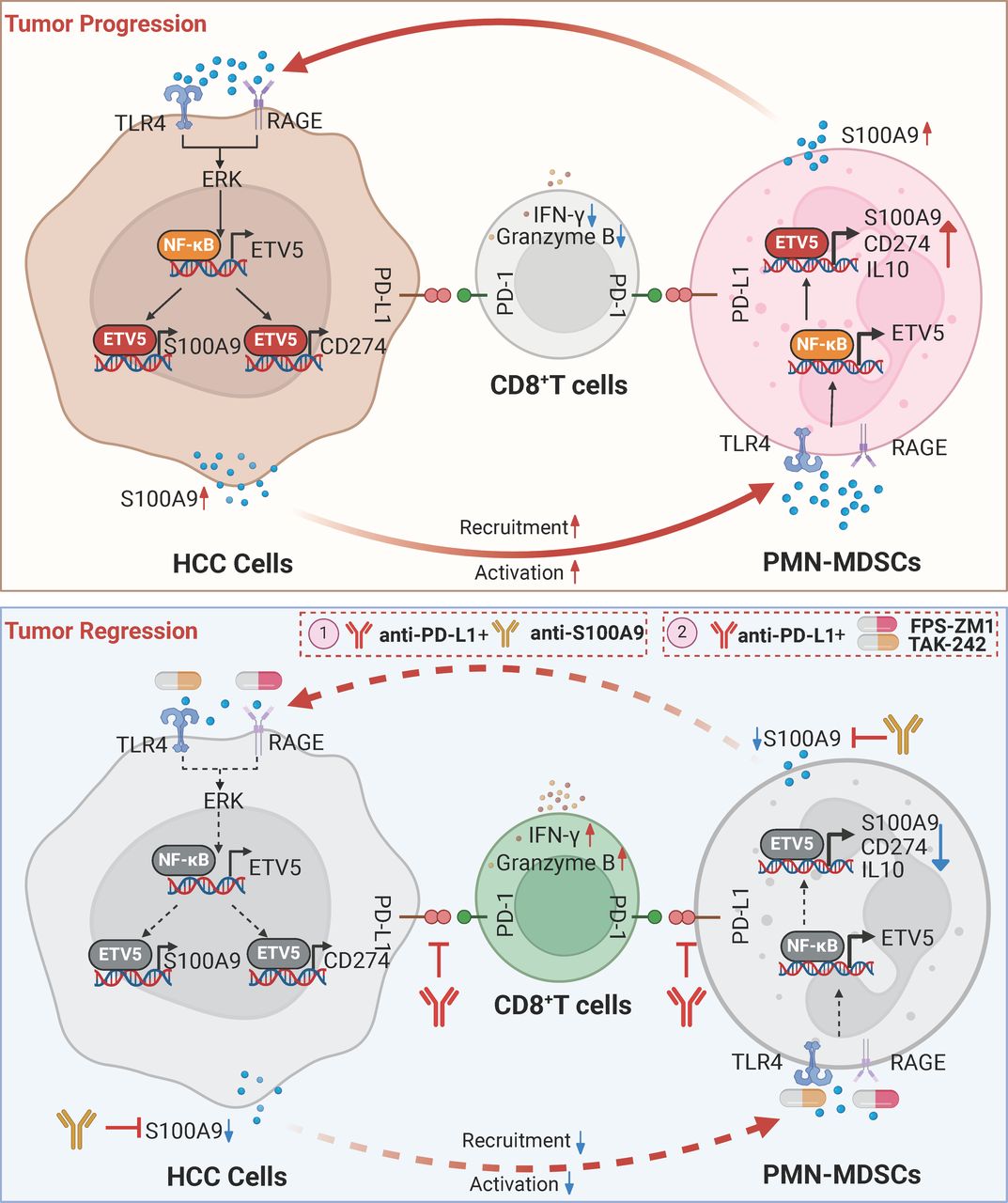 E-twenty-six-specific sequence variant 5 (ETV5) facilitates ...